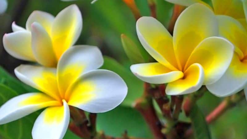 सावन: भगवान शिव को क्यों नहीं चढ़ाते केतकी का फूल, जानिए क्या है इसका ...