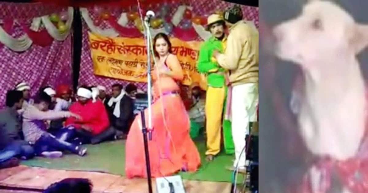 डॉगी ने जन्मे 5 बच्चे मालिक ने मनाया बरही 2 हजार लोगों को खिलाया खाना